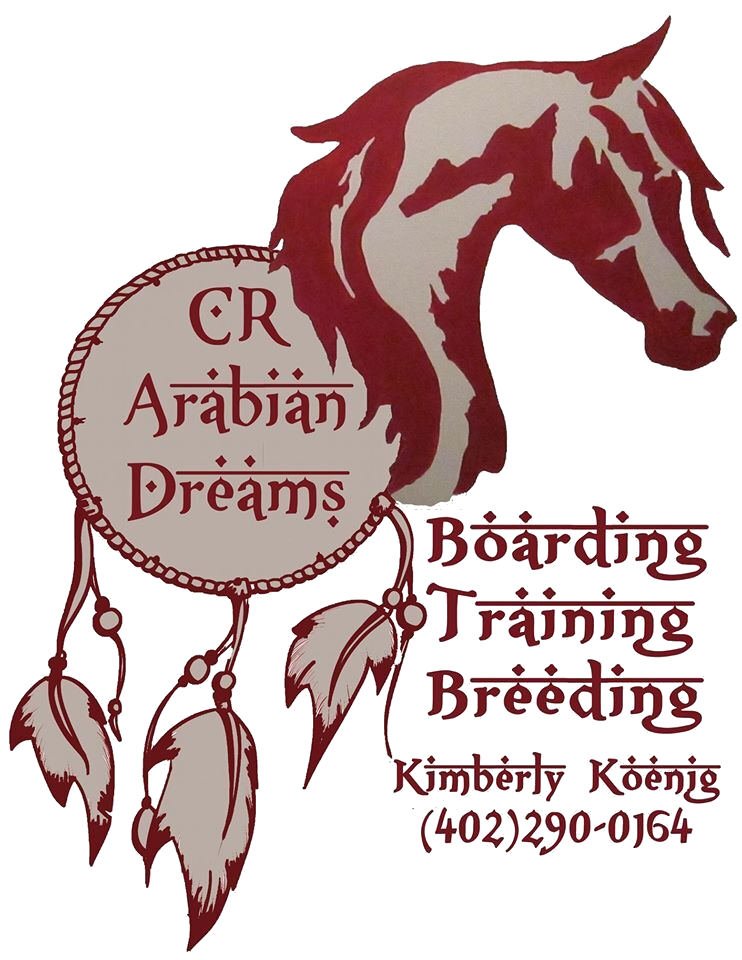 Arabian Dream Horse Arabian Dream Horse Framed Print By Nancy Tilles